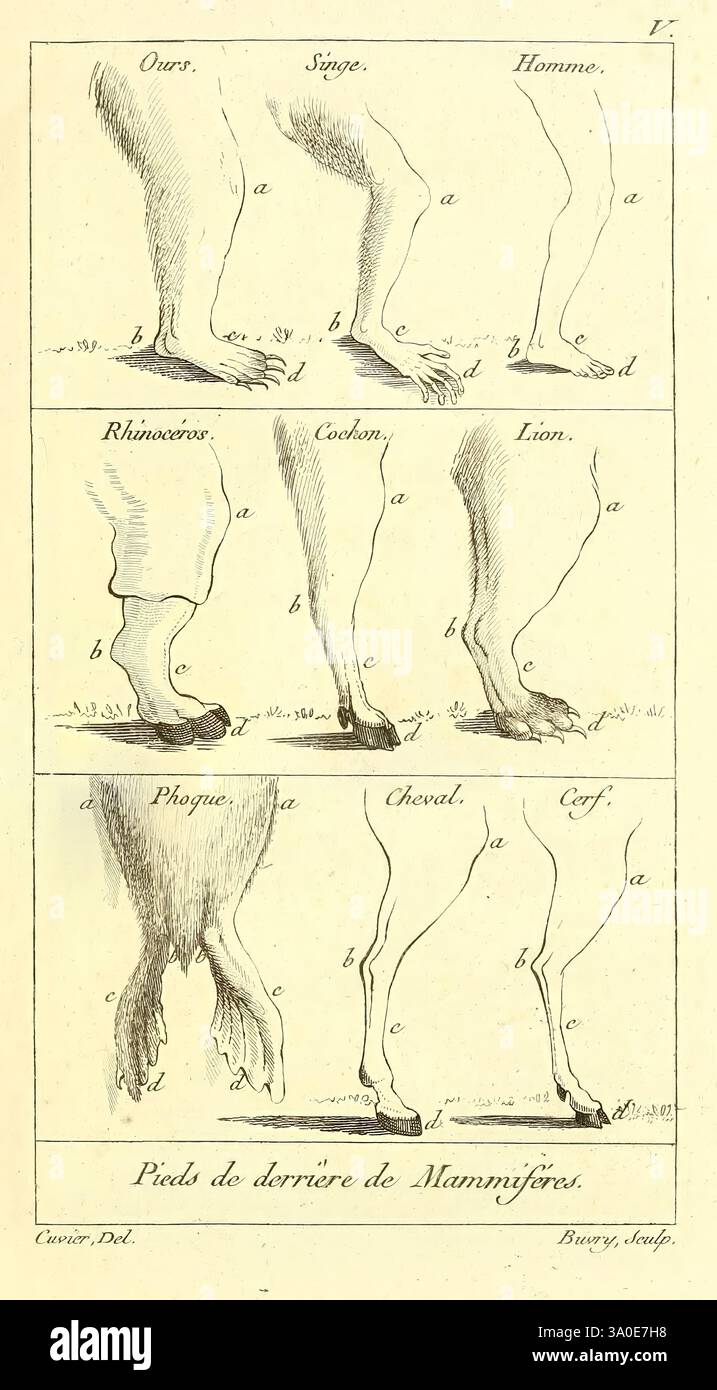 Legs of several animals labeled hi-res stock photography and images - Alamy