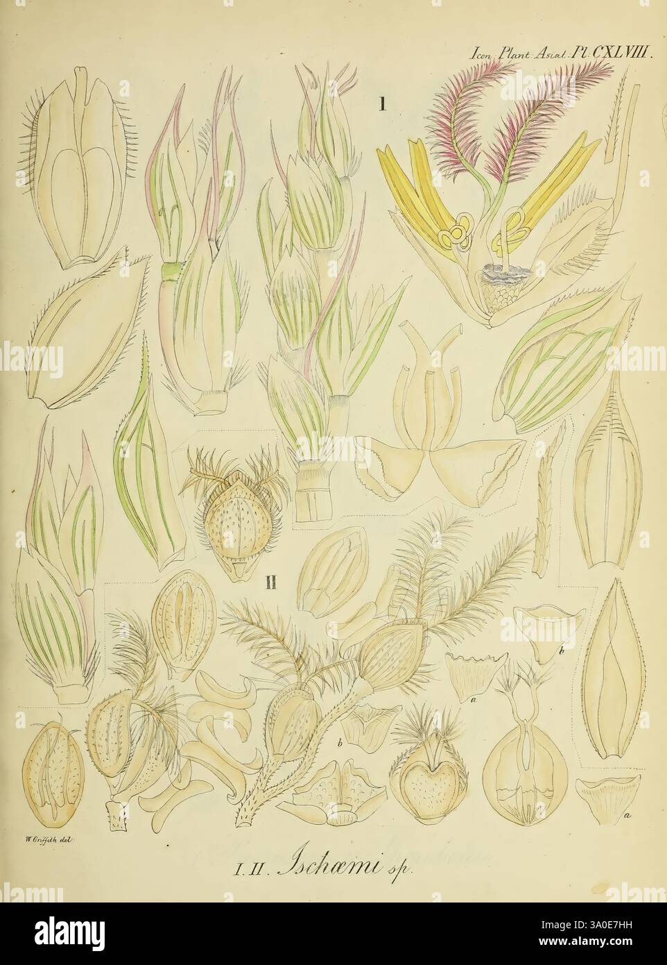 Detailed studies of plant structures hi-res stock photography and ...