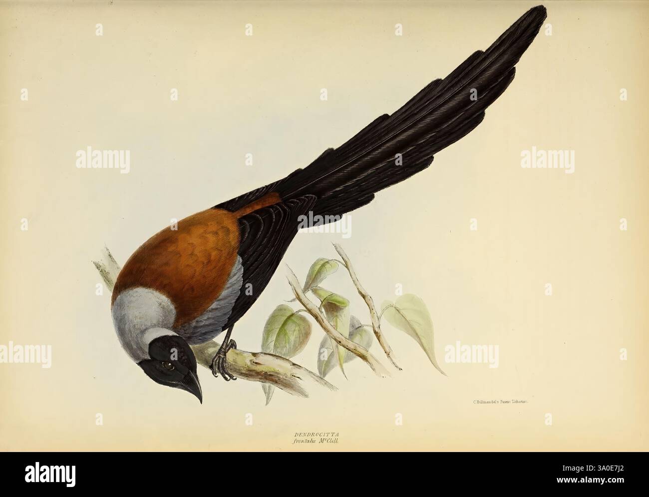 Striking combination of deep orange hi-res stock photography and images ...