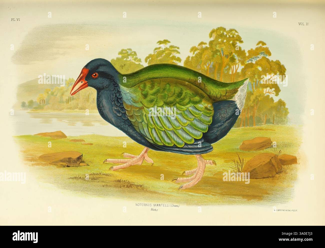 The birds of Australia, Melbourne C. Stuart & Co, 1890-91 Birds ...