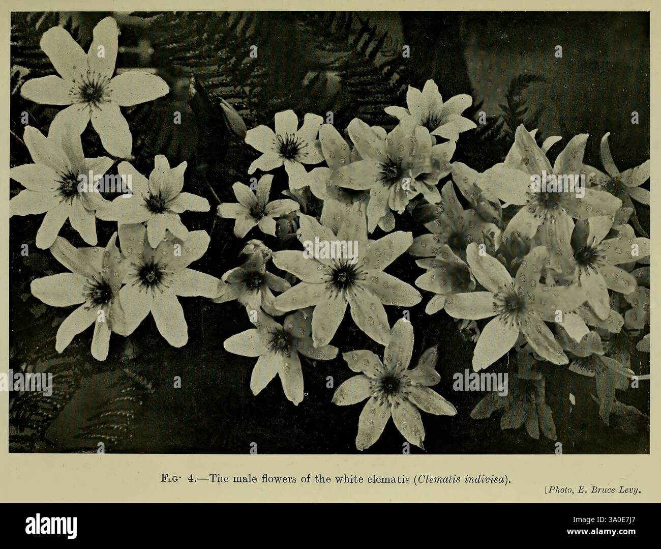 New Zealand, plants, Clematis paniculata, Clematis indivisa, Enoch ...