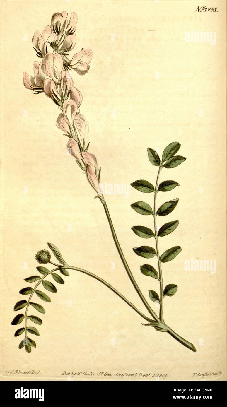 Curtis's Botanical Magazine London, New York Botanical Illustration ...