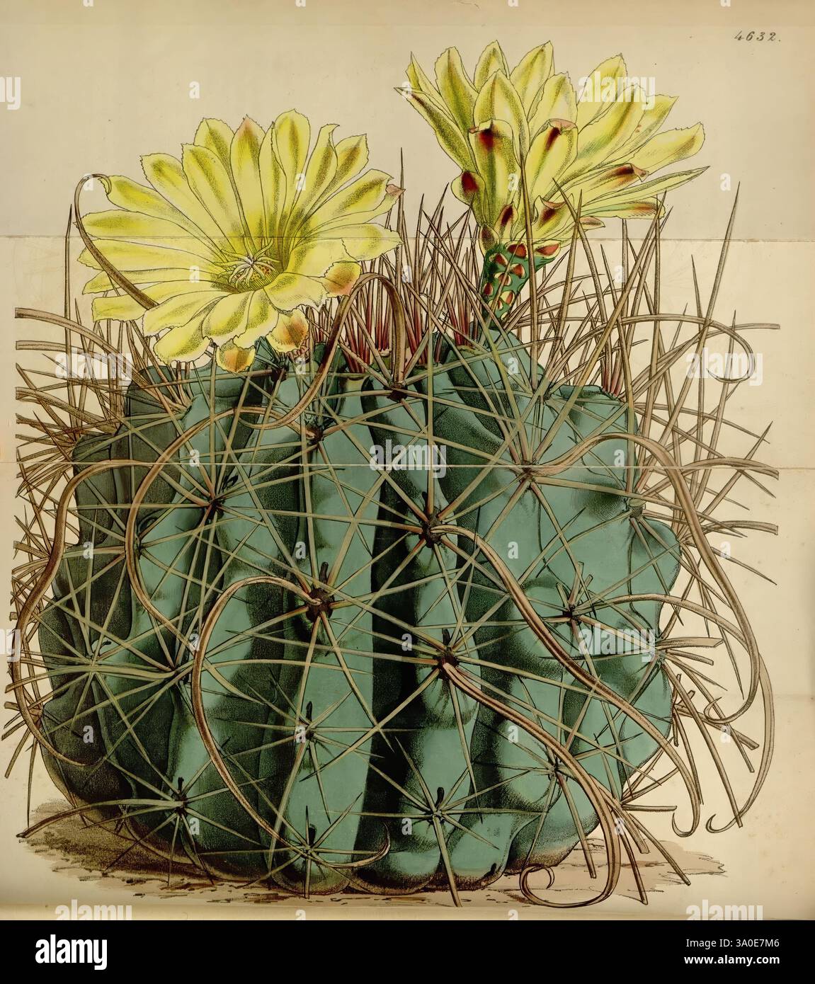 Curtis's Botanical Magazine, London, New York, botanical illustration ...