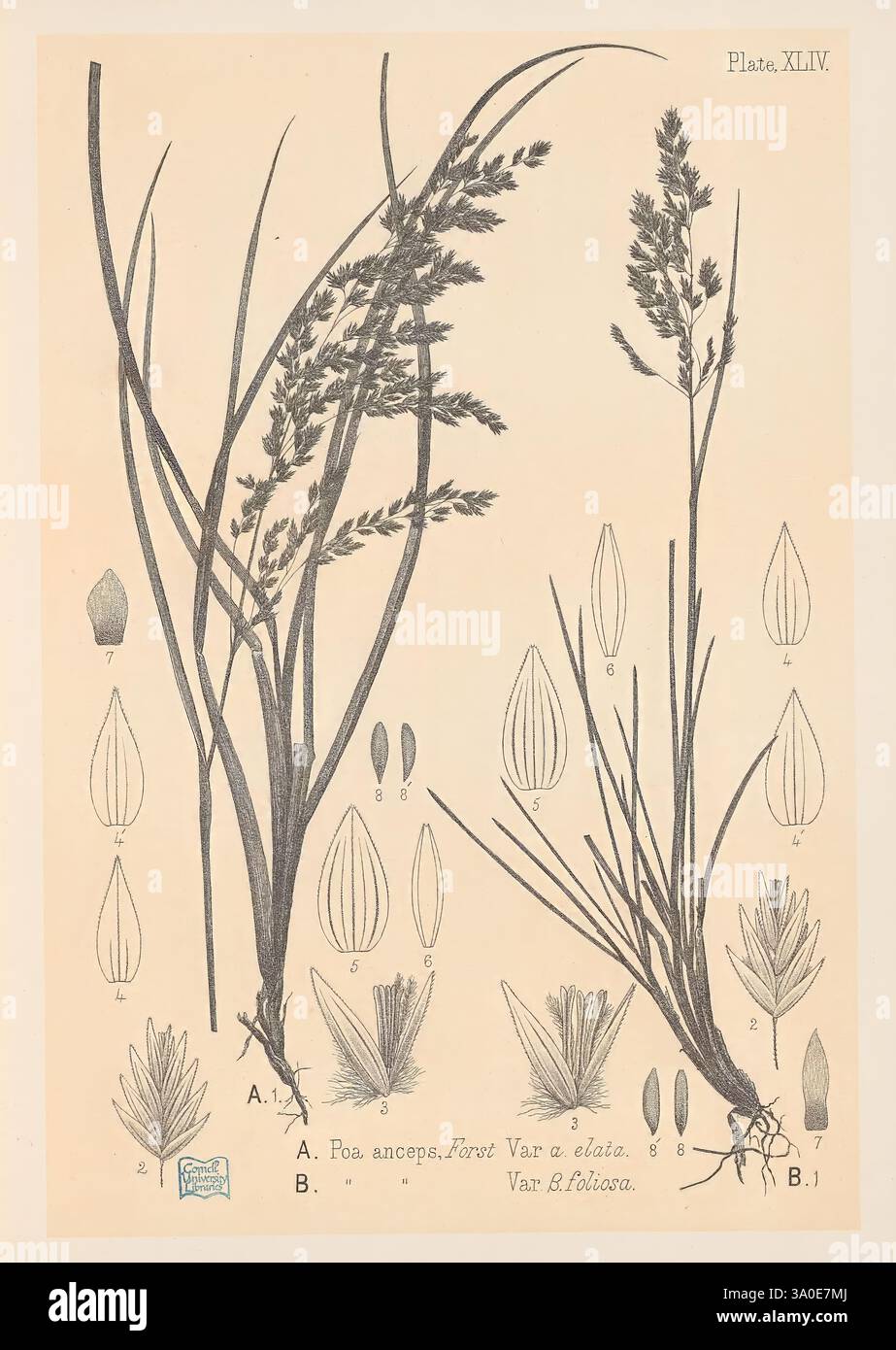 The indigenous grasses of New Zealand. Wellington, N. Z, by authority ...