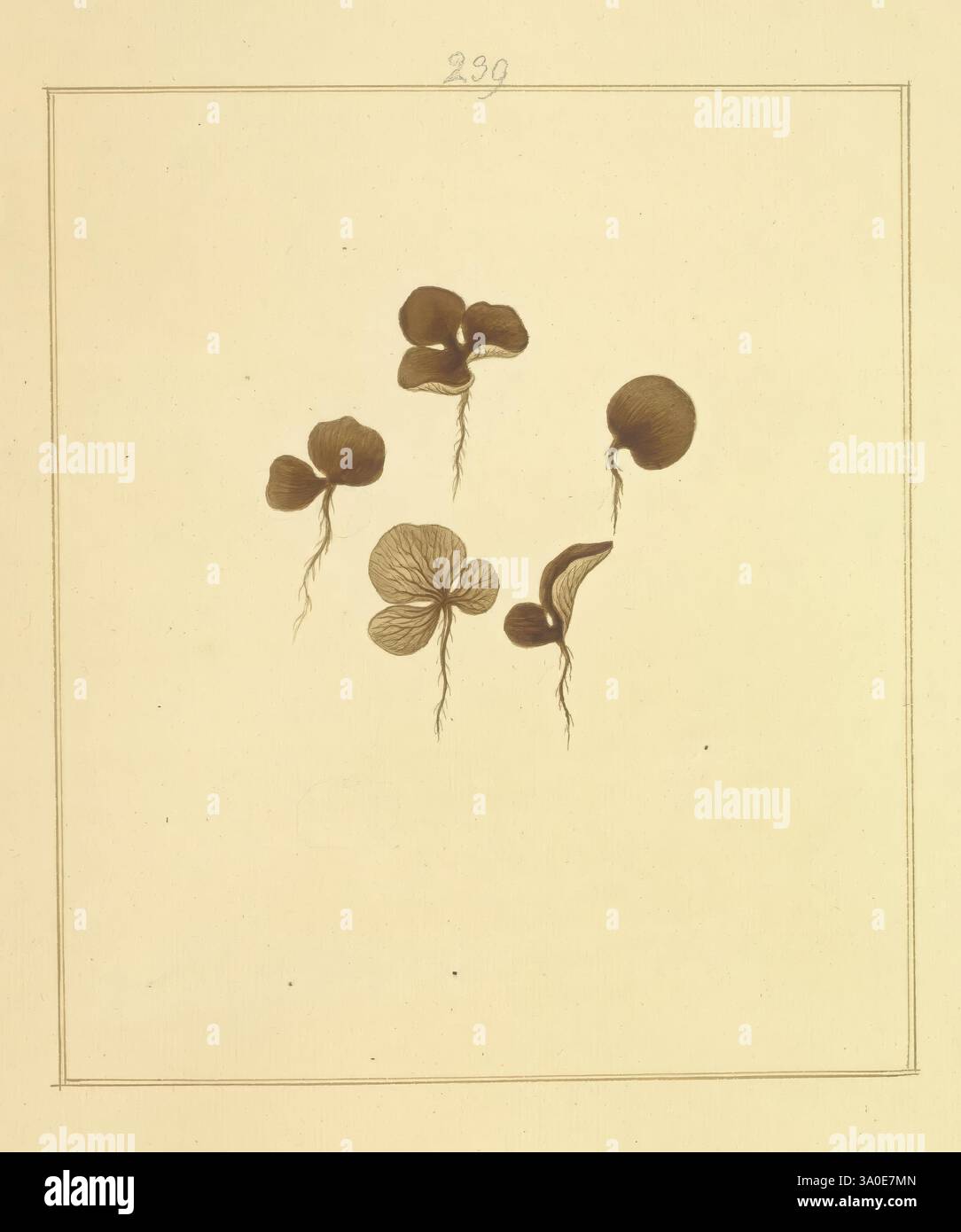 Sprout exhibits distinct leaf shapes hi-res stock photography and ...