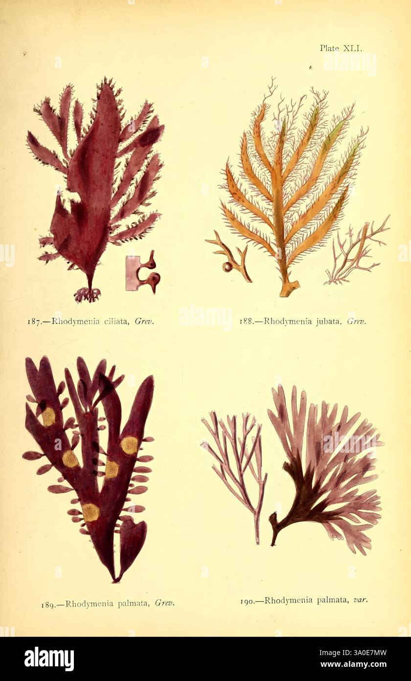 Slightly different variant in color hi-res stock photography and images - Alamy