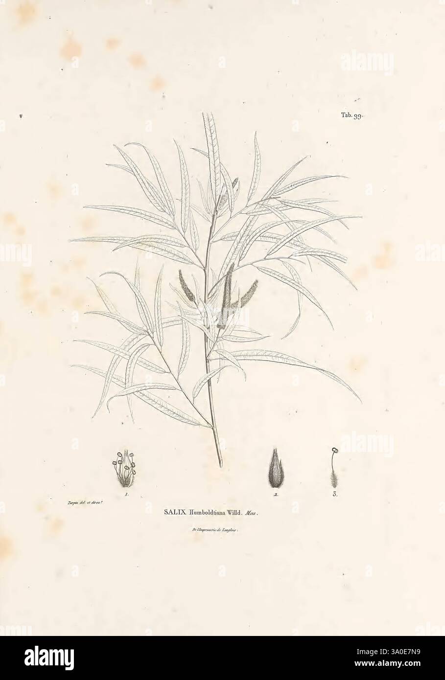 Nova genera et species plantarum Antverpiae Ex officina Christophori ...