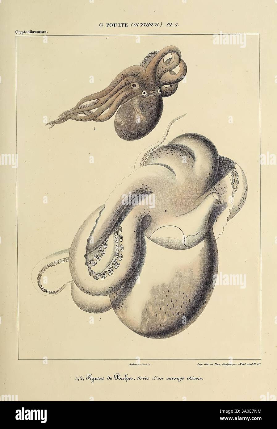 Larger octopus exhibits hi-res stock photography and images - Alamy