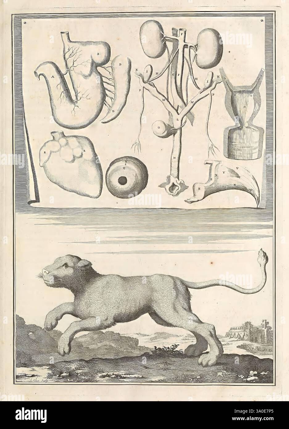 Shown in mid stride hi-res stock photography and images - Alamy