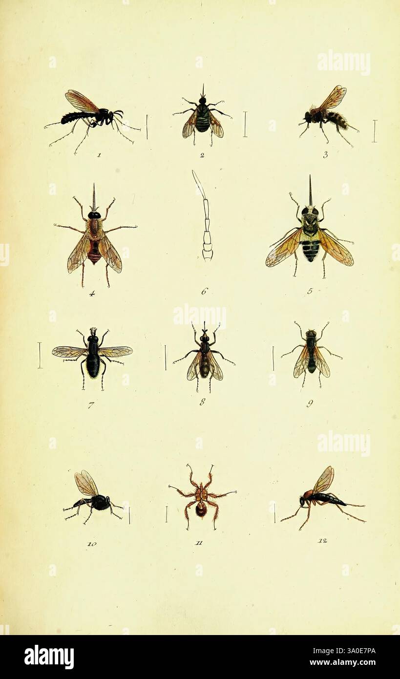 Top row features six distinct insects hi-res stock photography and ...