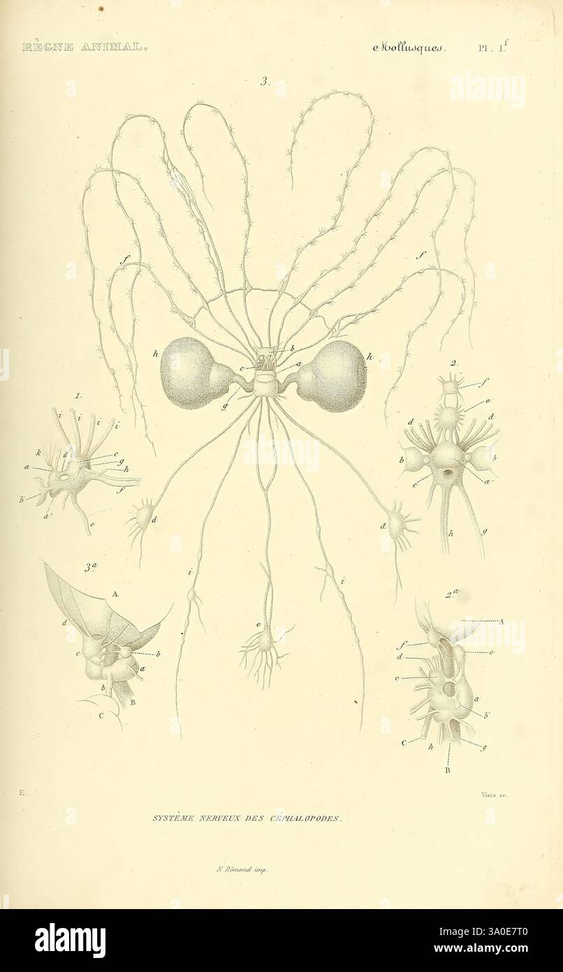 Labeled diagrams of nerve cords hi-res stock photography and images - Alamy