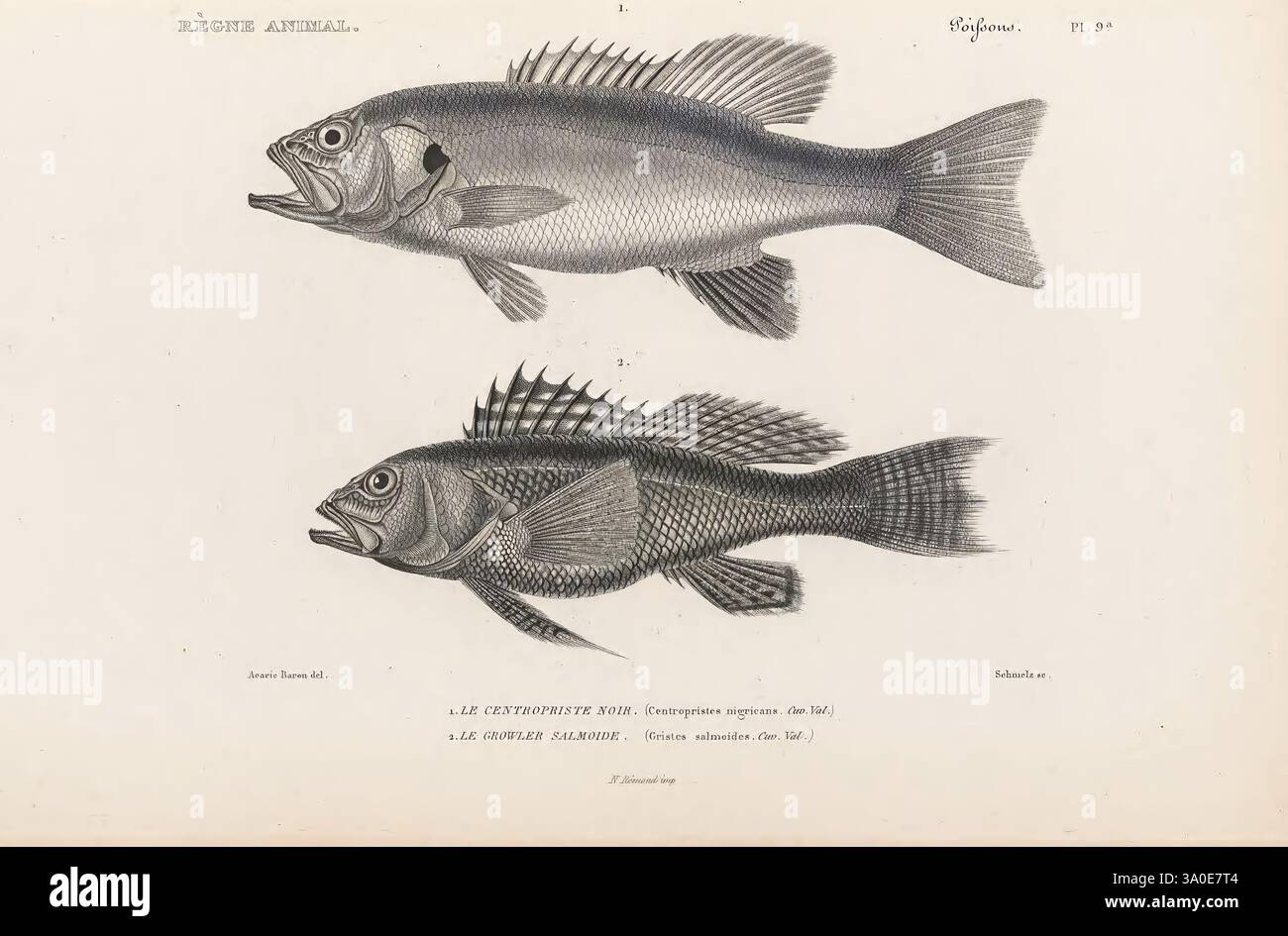 Le règne animal distribué d'après son organisation Paris, 1836-1849 ...