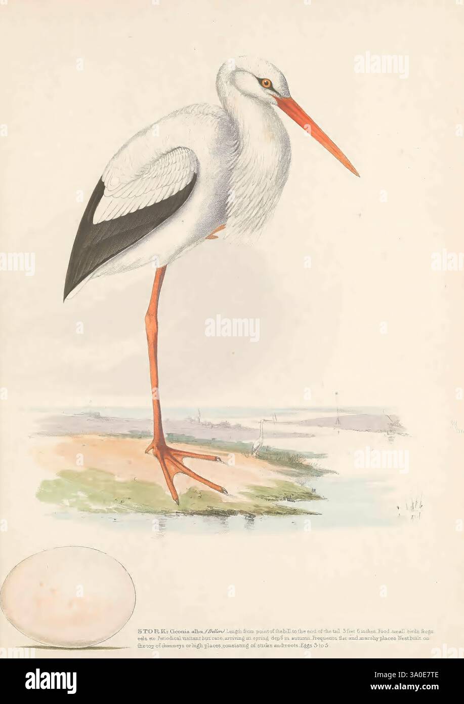 Illustrations of British Birds London, 1837-1844 Birds, Eggs, Great ...