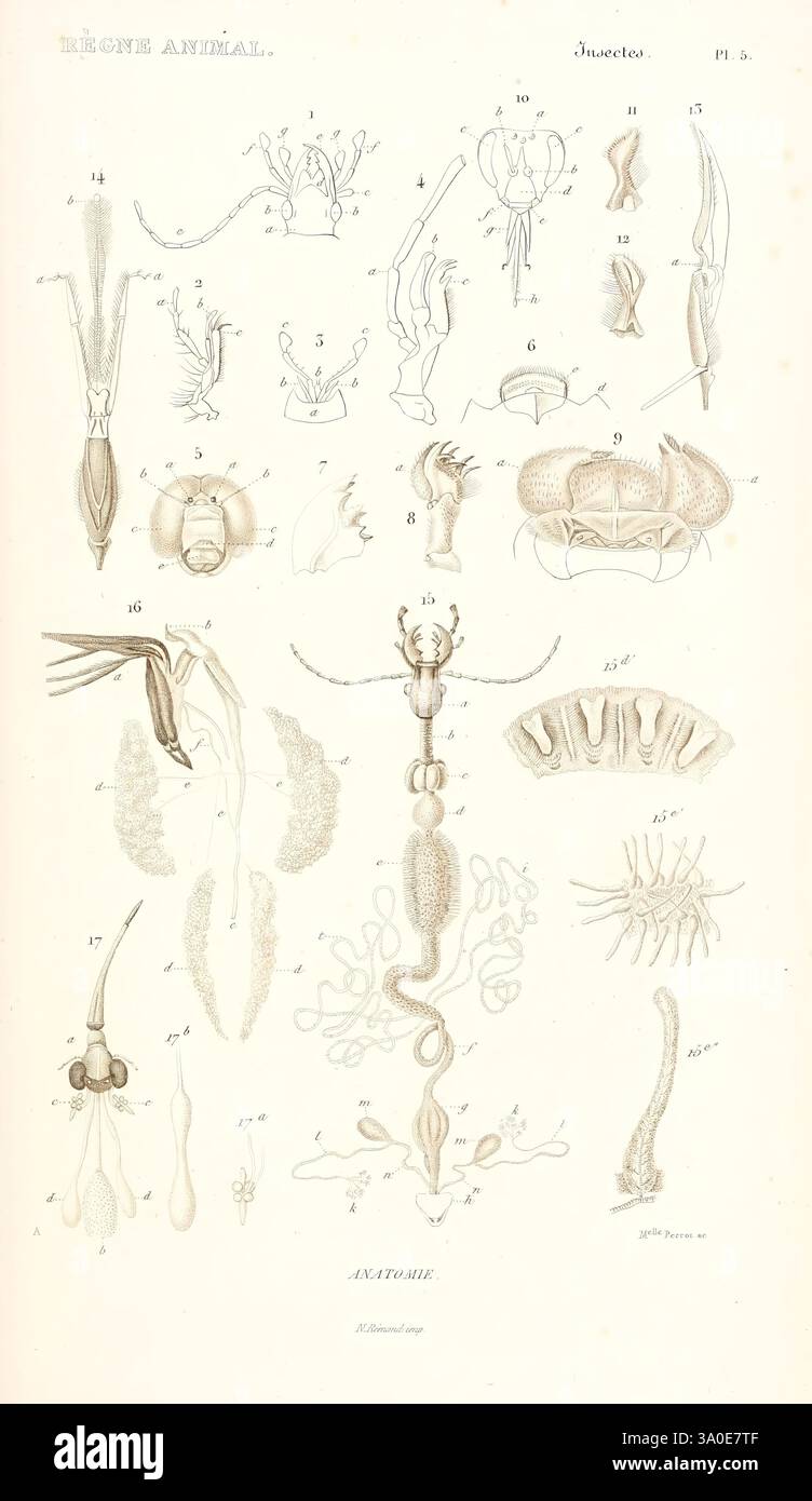 Series of anatomical drawings hi-res stock photography and images - Alamy