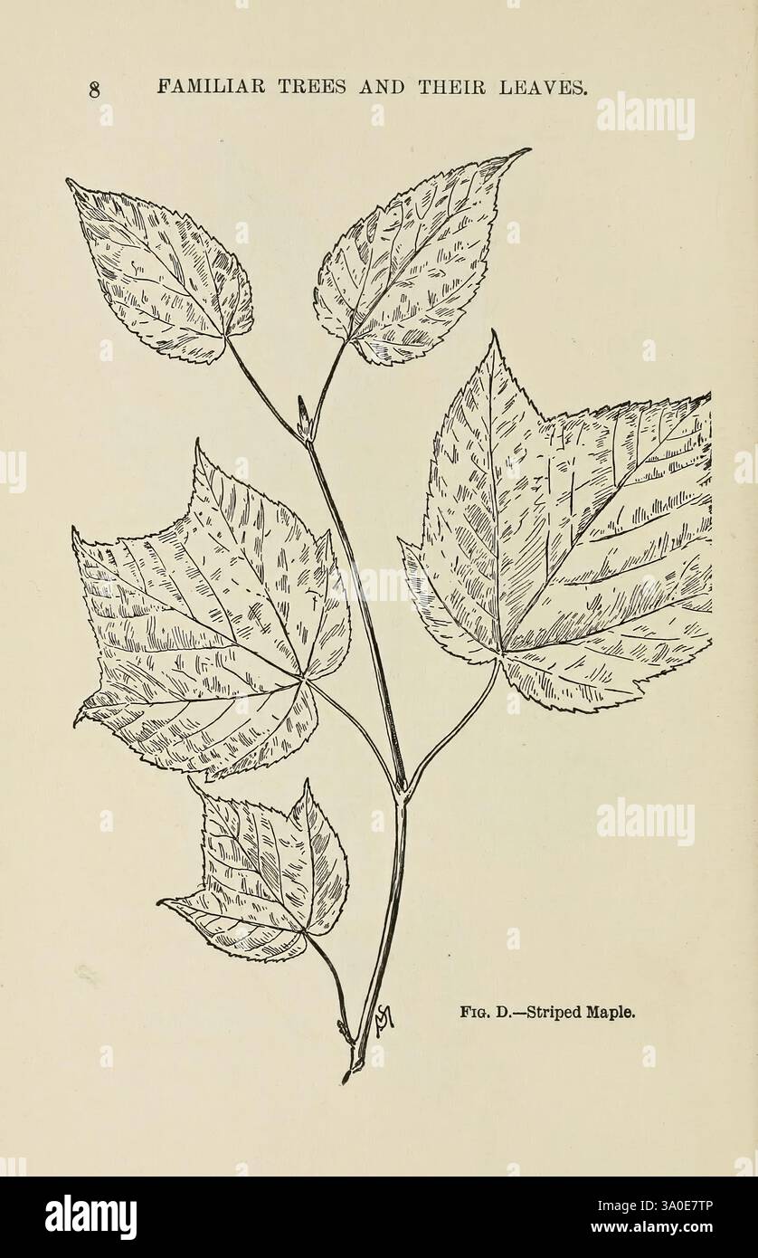 Familiar trees and their leaves, 1911, trees, United States, This ...