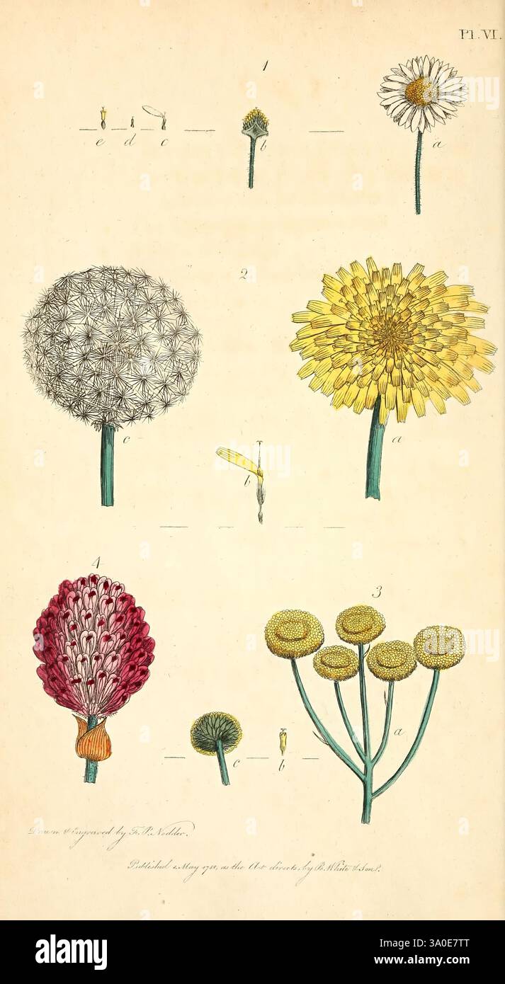 Several circular clusters of flowers hi-res stock photography and ...