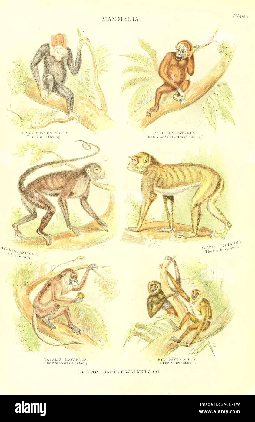 The living world Boston, Samuel Walker & Co, 1868-1870, c1868 ...