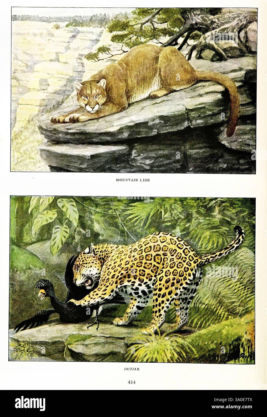 The larger North American mammals Washington National Geographic ...