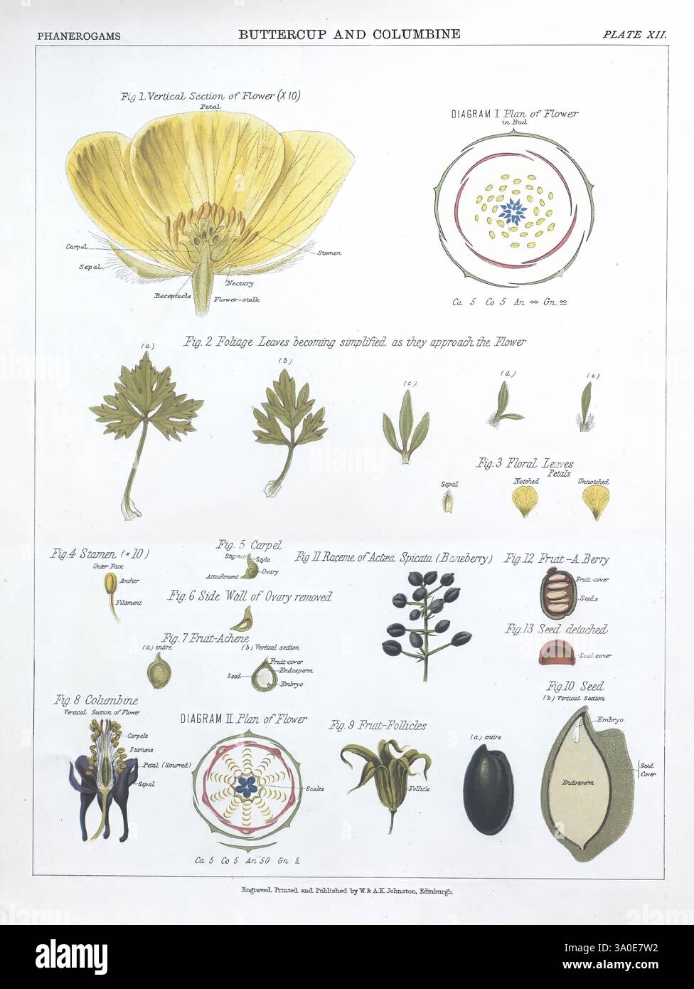 Detailed drawings of flower anatomy hi-res stock photography and images ...