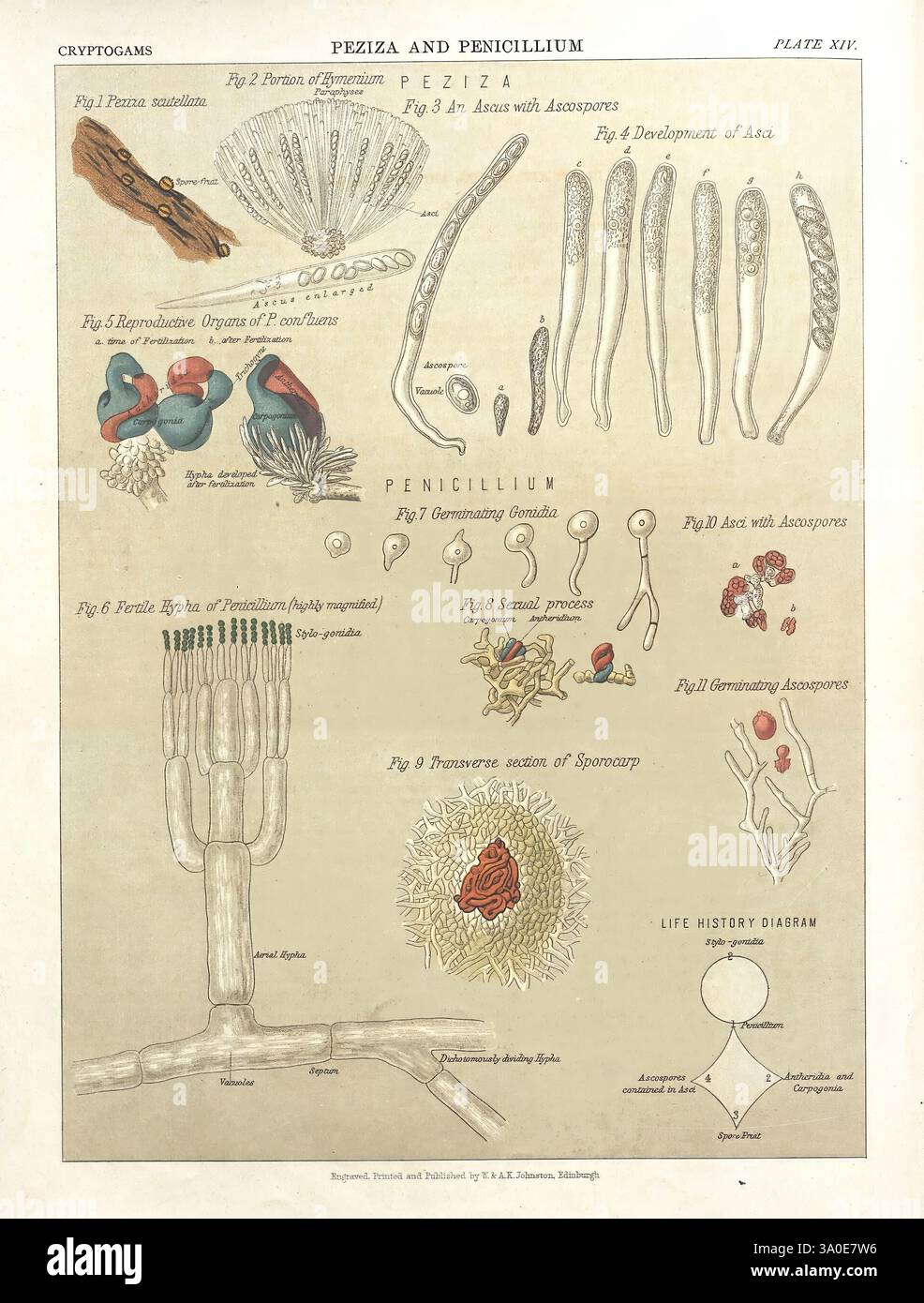 Penicillium Labeled Diagram Penicillium Classification, Structure,