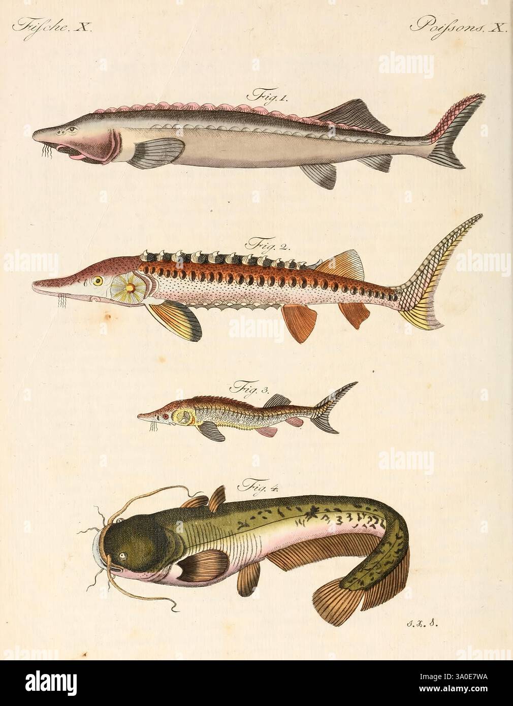 Various species of sturgeon hi-res stock photography and images - Alamy
