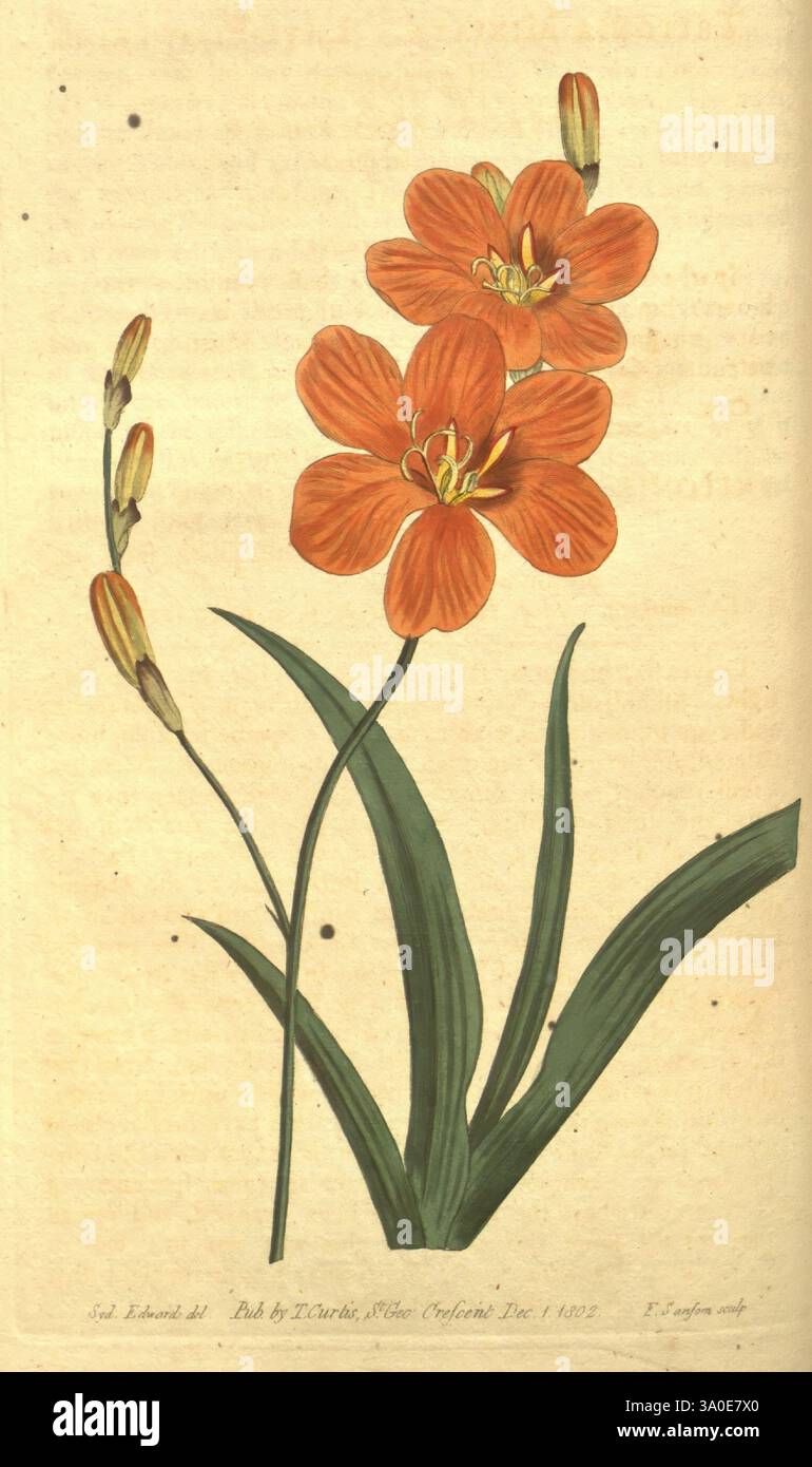 Curtis's Botanical Magazine London New York Botany Periodicals ...