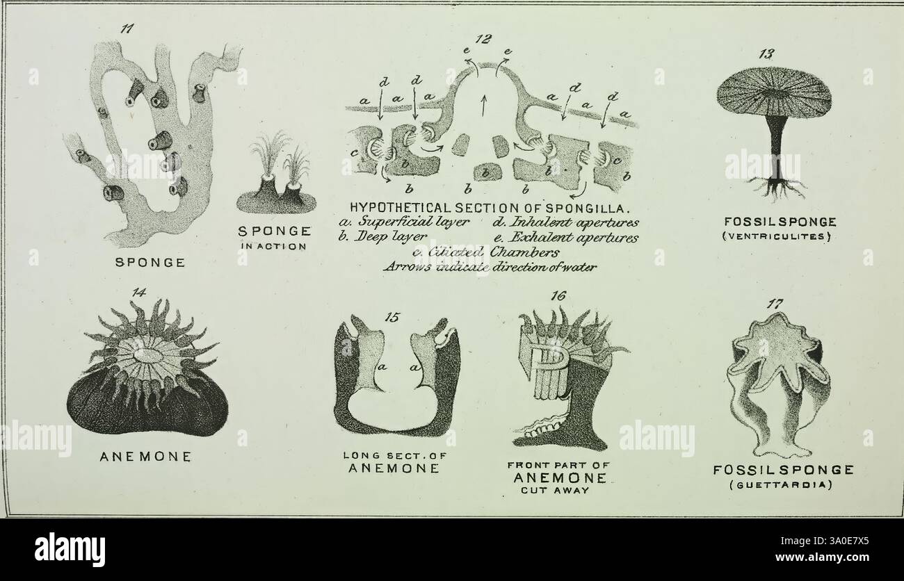 Labeled section reveals different structures hi-res stock photography ...