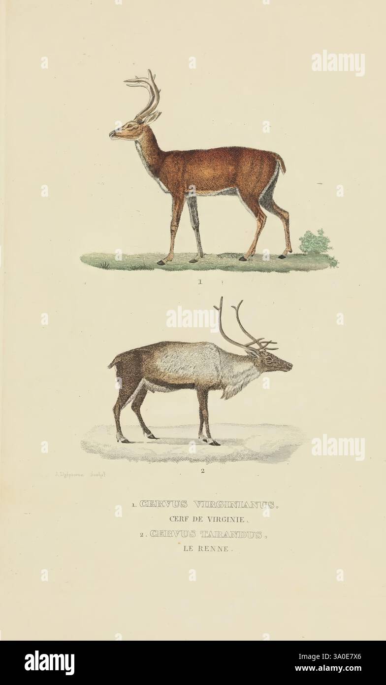 Illustration features two distinct species of deer hi-res stock ...
