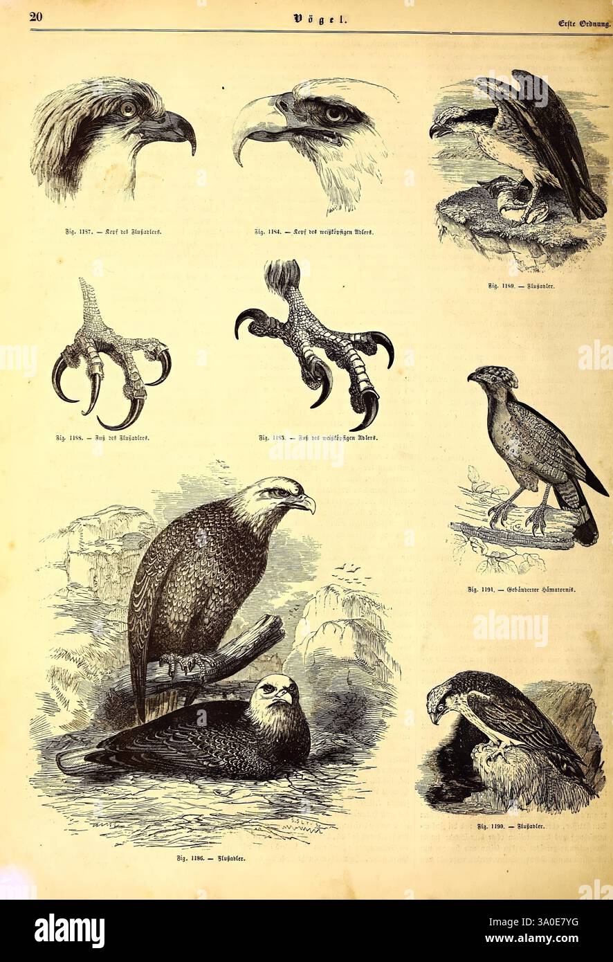 Detailed drawings of various birds of prey hi-res stock photography and ...