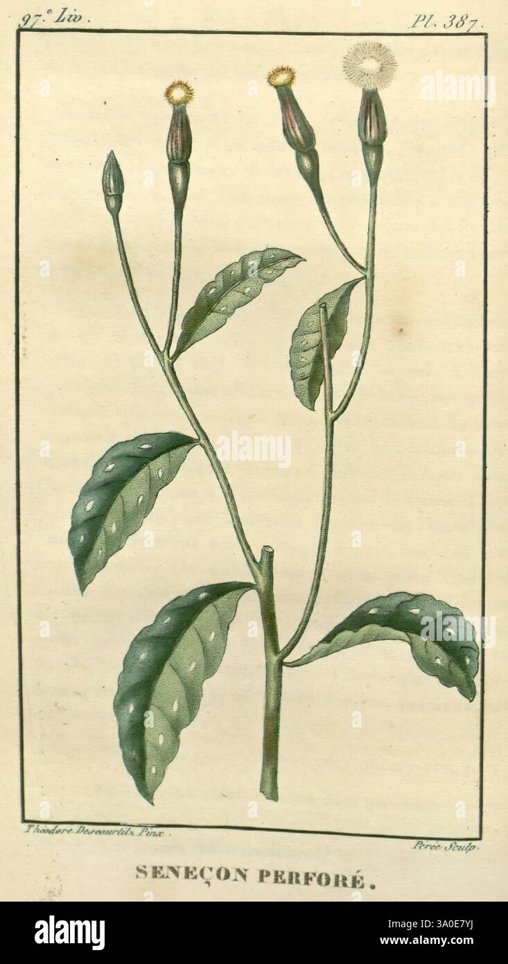 Flore médicale des Antilles, ou, Traité des plantes usuelles, Paris ...