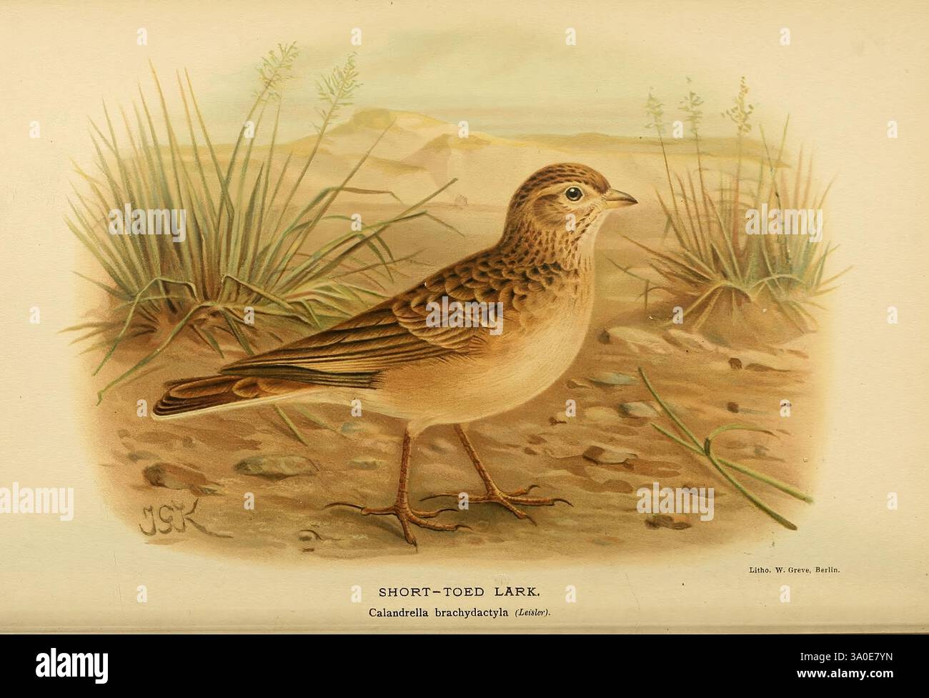 Light brown plumage marked hi-res stock photography and images - Alamy