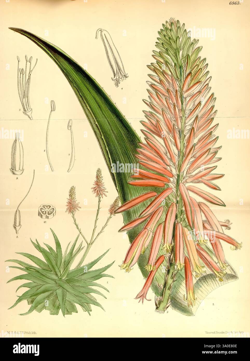 Typical of aloe species hi-res stock photography and images - Alamy