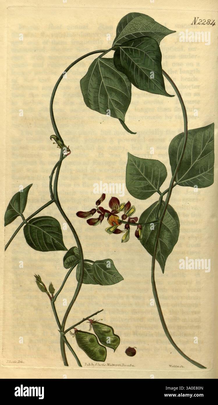 Plant elegantly twist hi-res stock photography and images - Alamy