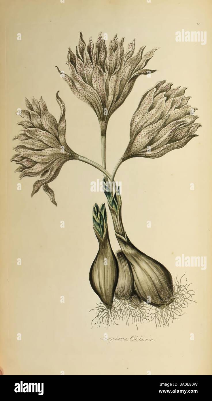 Exotic, Botany, Illustrated, London, Printed for the author 1772 ...