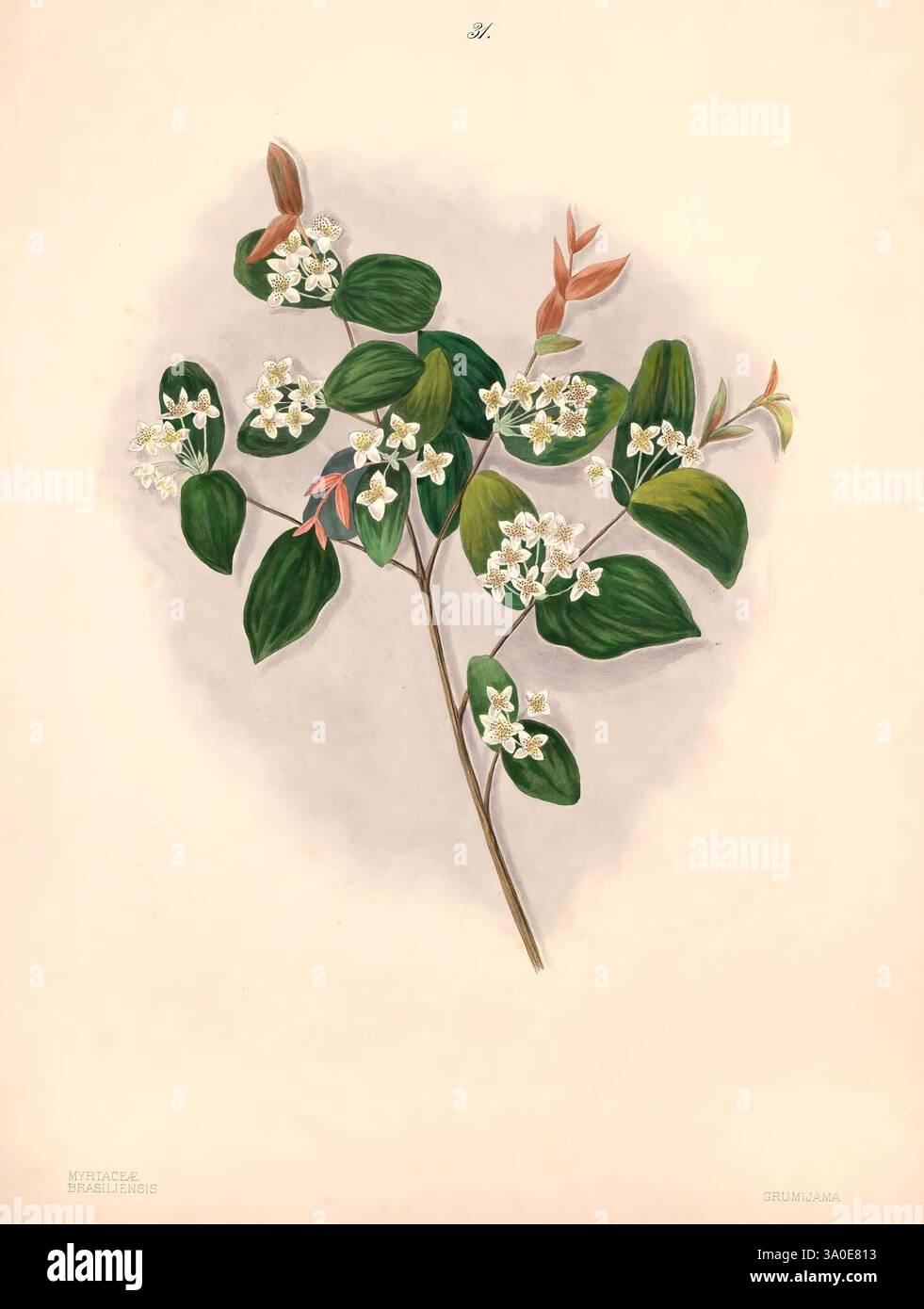 1893 brazil pictorial works plants e h norton hi-res stock photography ...