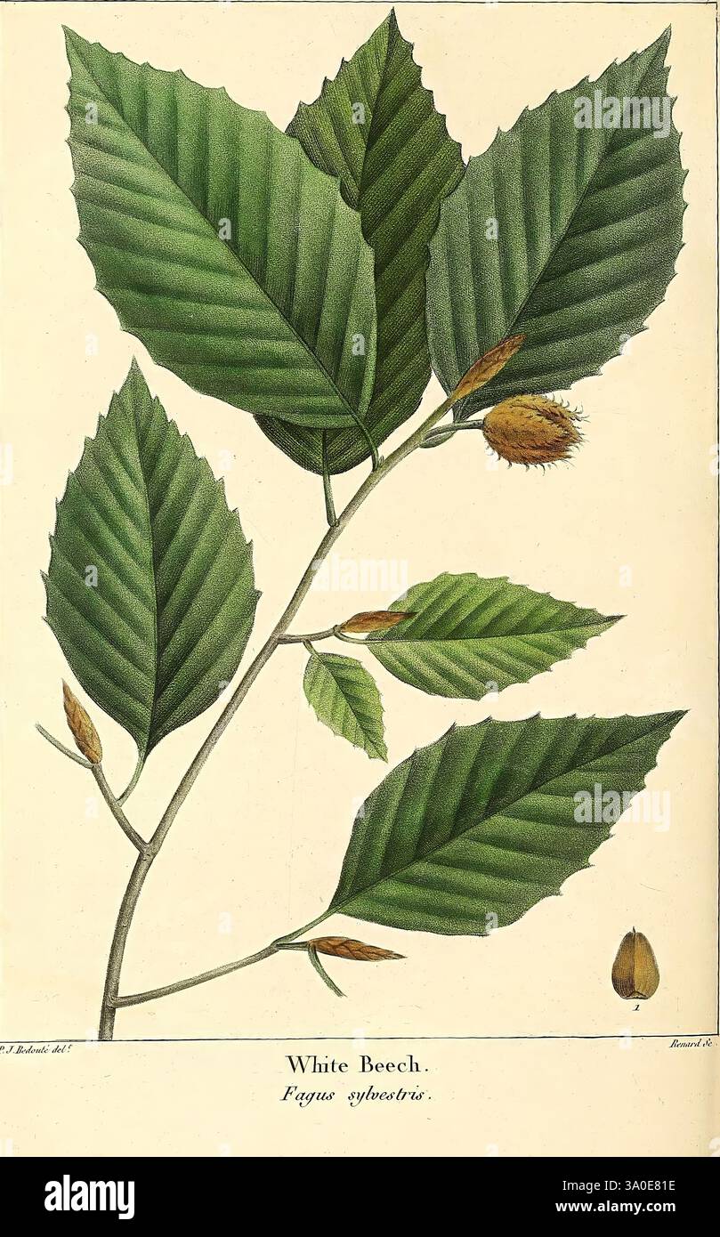 The North American Sylva, Philadelphia, R.P. Smith, 1853, botany, North ...