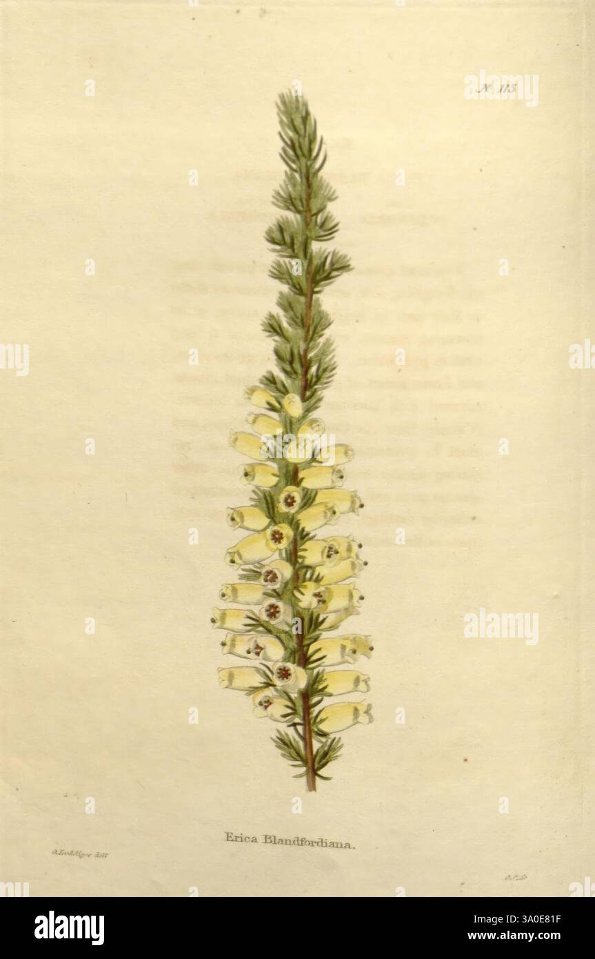 Botanical representation of erica blandfordiana hi-res stock ...