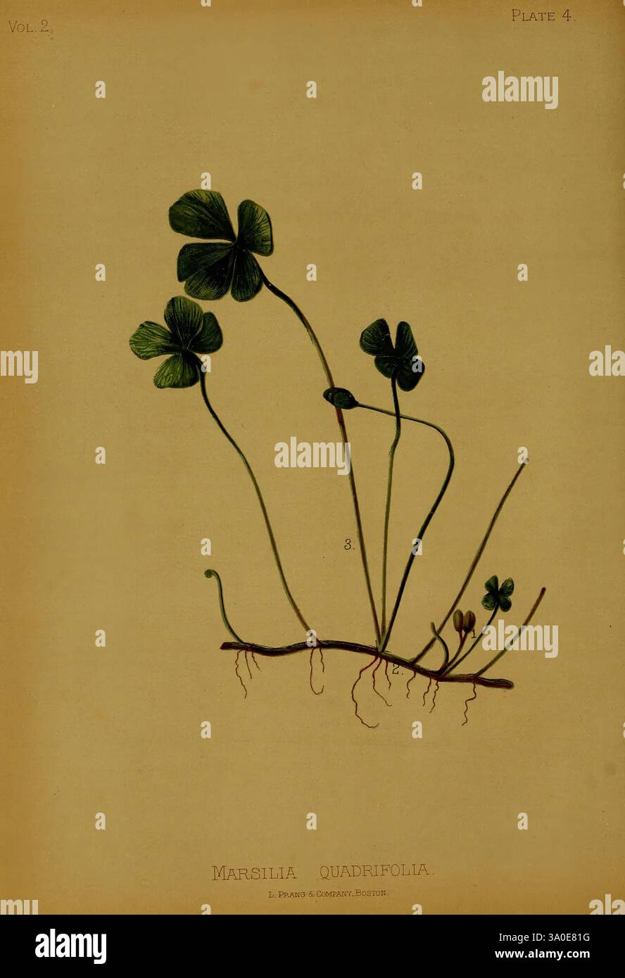 Distinctive four leaf structure hi-res stock photography and images - Alamy