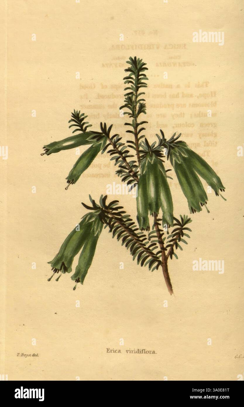 Erica criniflora hi-res stock photography and images - Alamy