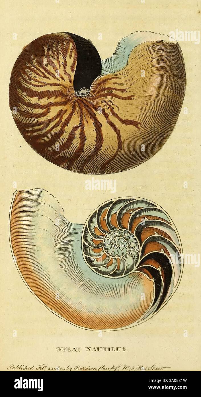 Revealing vivid internal markings hi-res stock photography and images ...