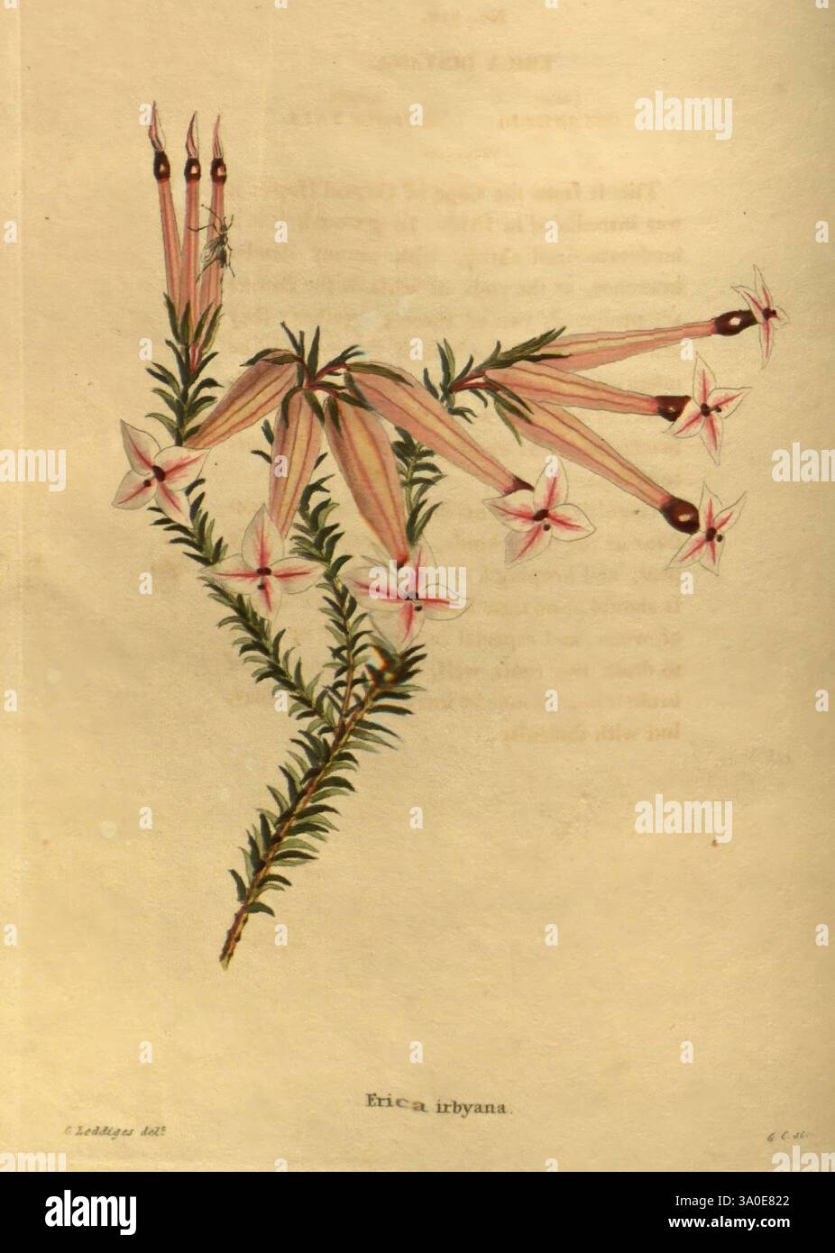 Erica hybrida plant hi-res stock photography and images - Alamy