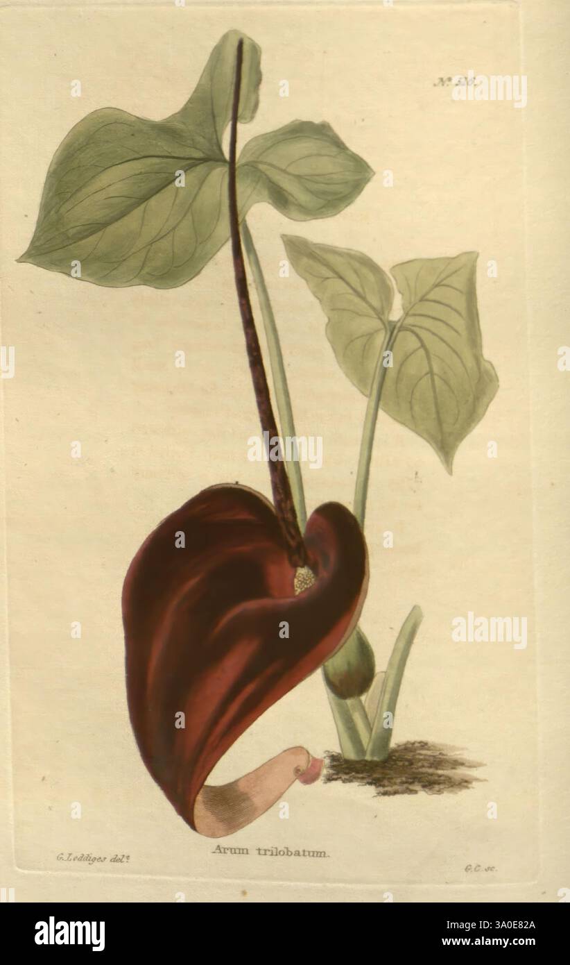 Deep burgundy spath hi-res stock photography and images - Alamy