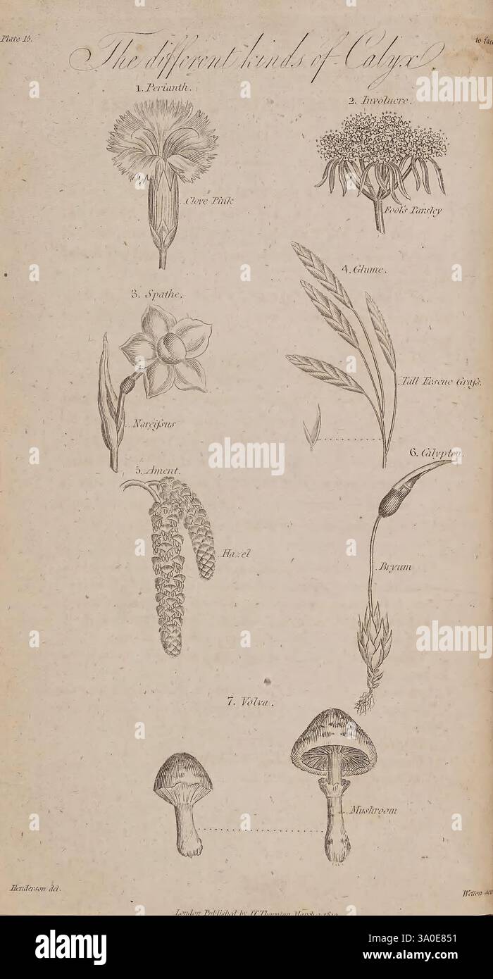 Elements of Botany, London, Printed for the Author by J. Whiting, 1812 ...