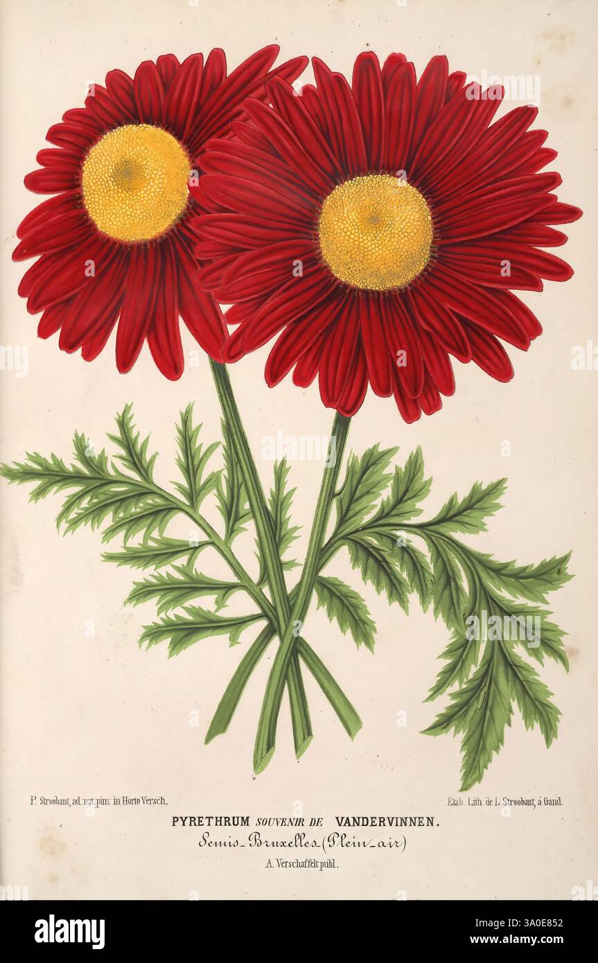 Rounded petals clustered hi-res stock photography and images - Alamy