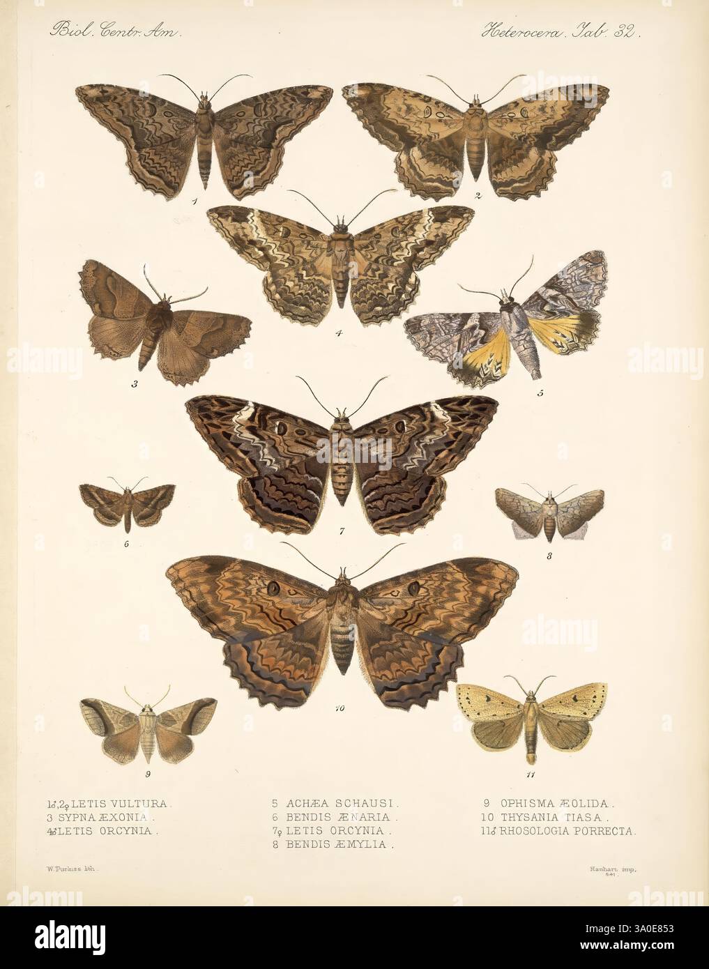 Travel scientific expeditions zoology 32 insect lepidoptera hi-res ...