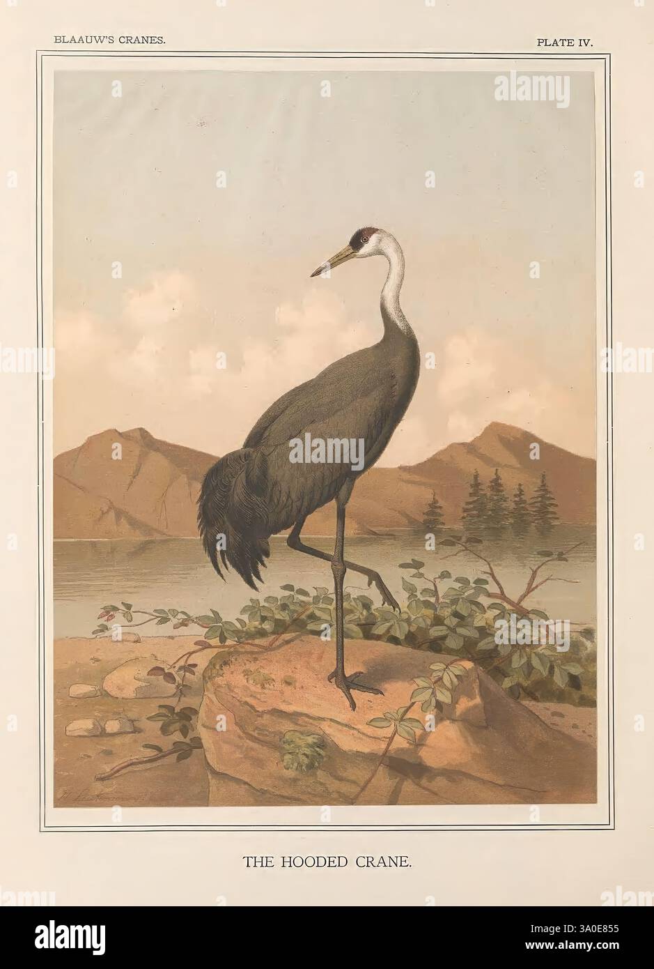 Cranes slender neck hi-res stock photography and images - Alamy