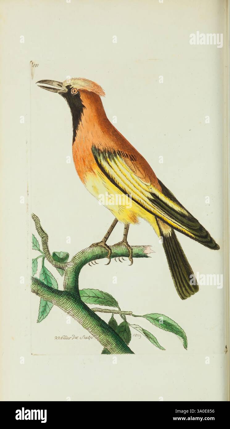 Distinctive tuft of feathers crowns hi-res stock photography and images ...