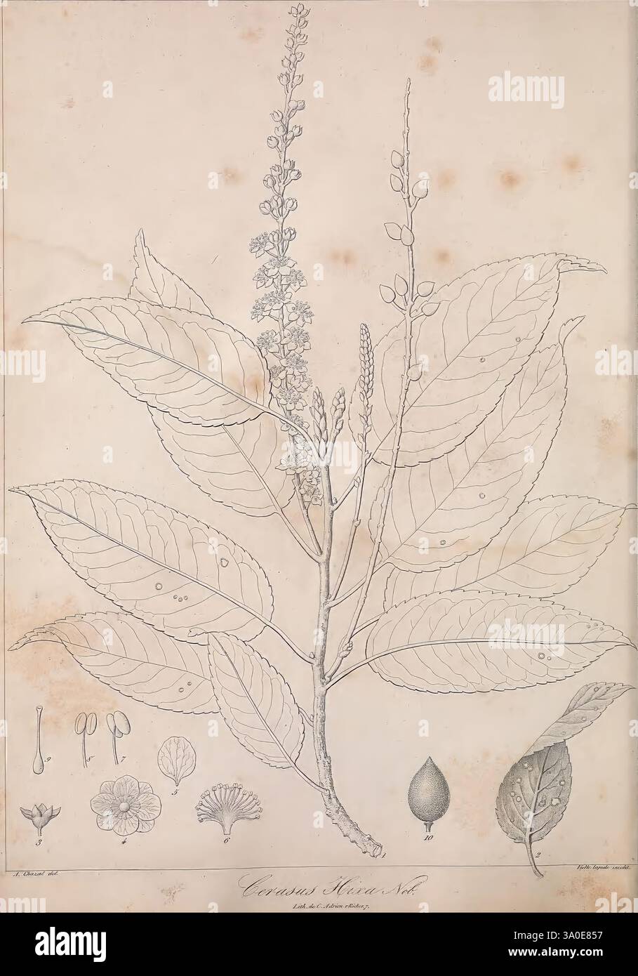 Cornus kiusba hi-res stock photography and images - Alamy