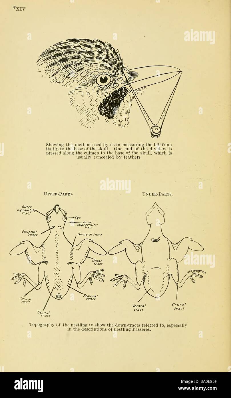 Positioning of various anatomical features hi-res stock photography and ...
