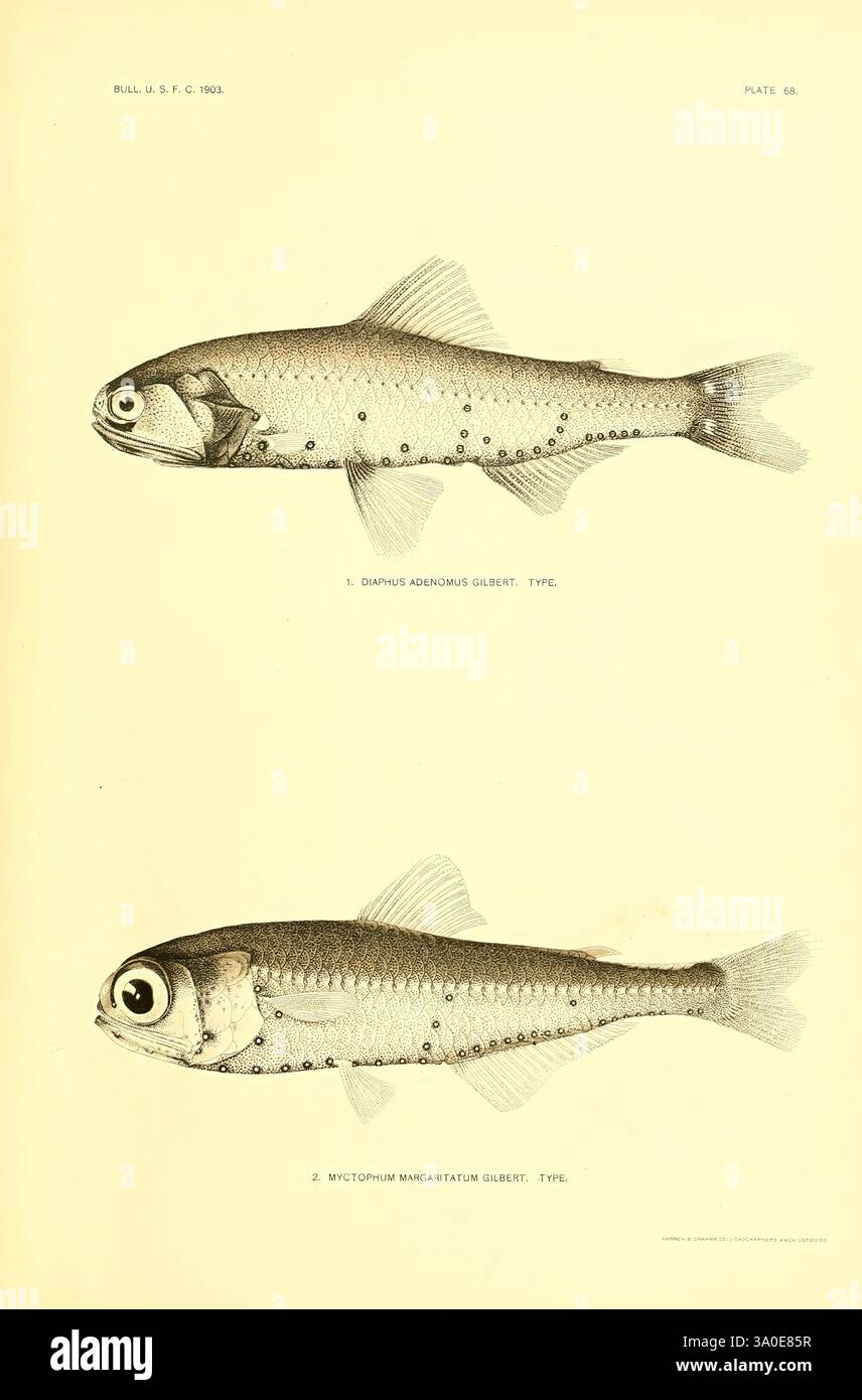 Myctophum minuta hi-res stock photography and images - Alamy